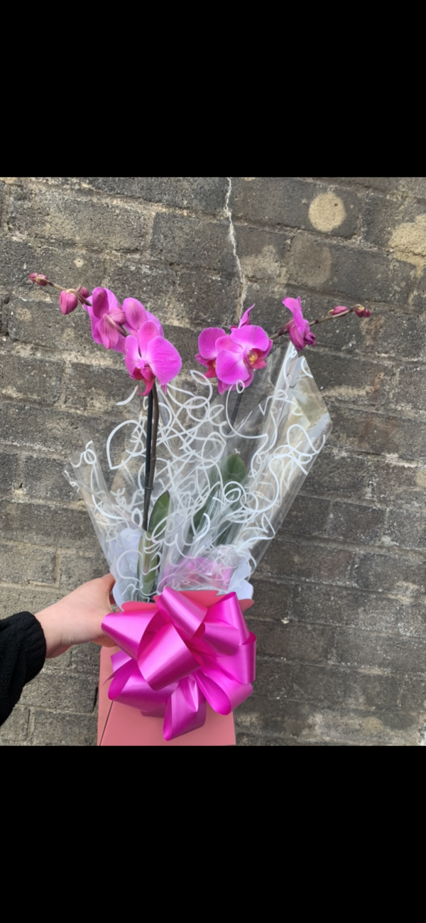 Orchid plant in gift box – Irene's Florist