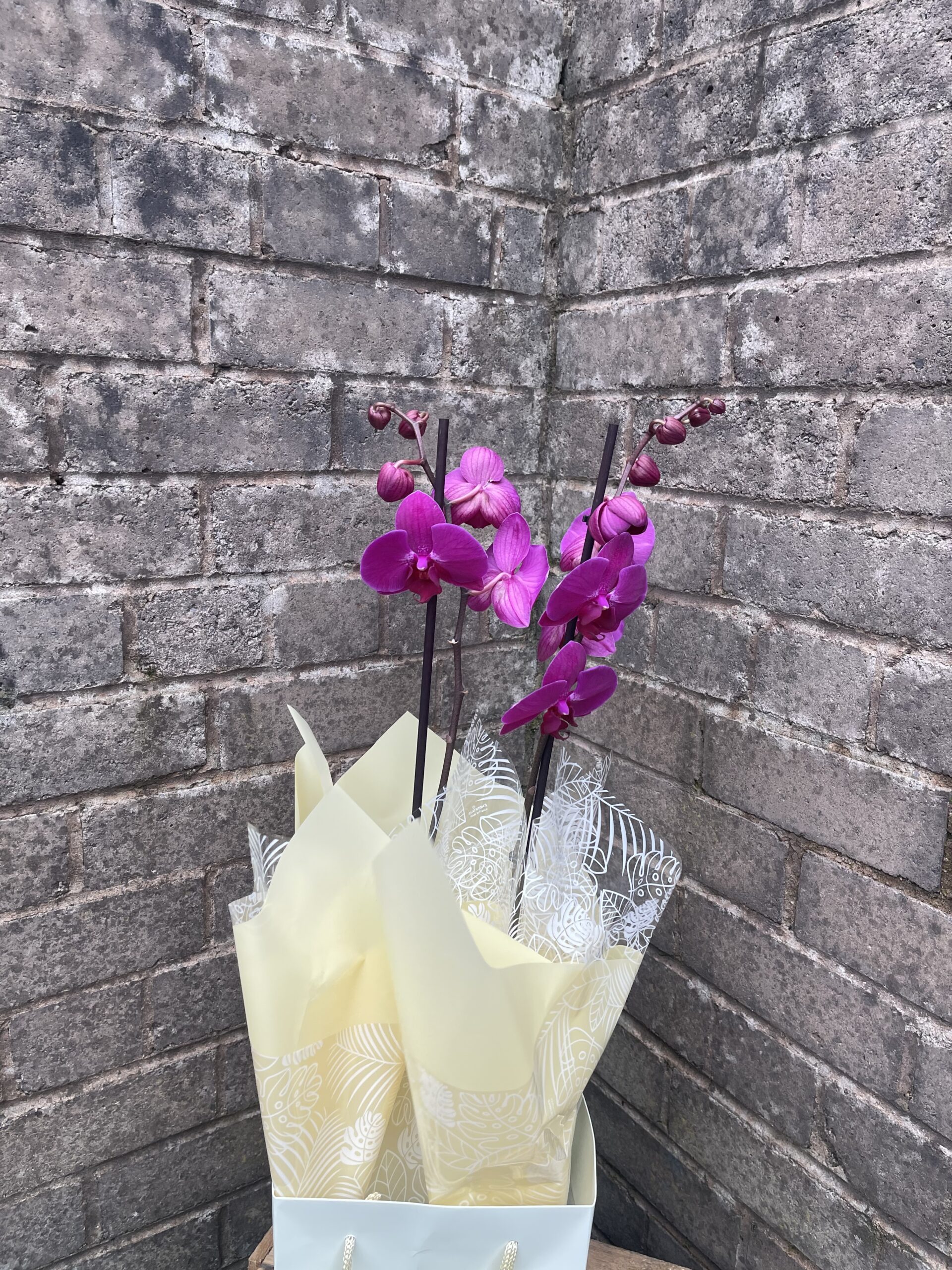 Orchid plant Gift Wrapped – Irene's Florist